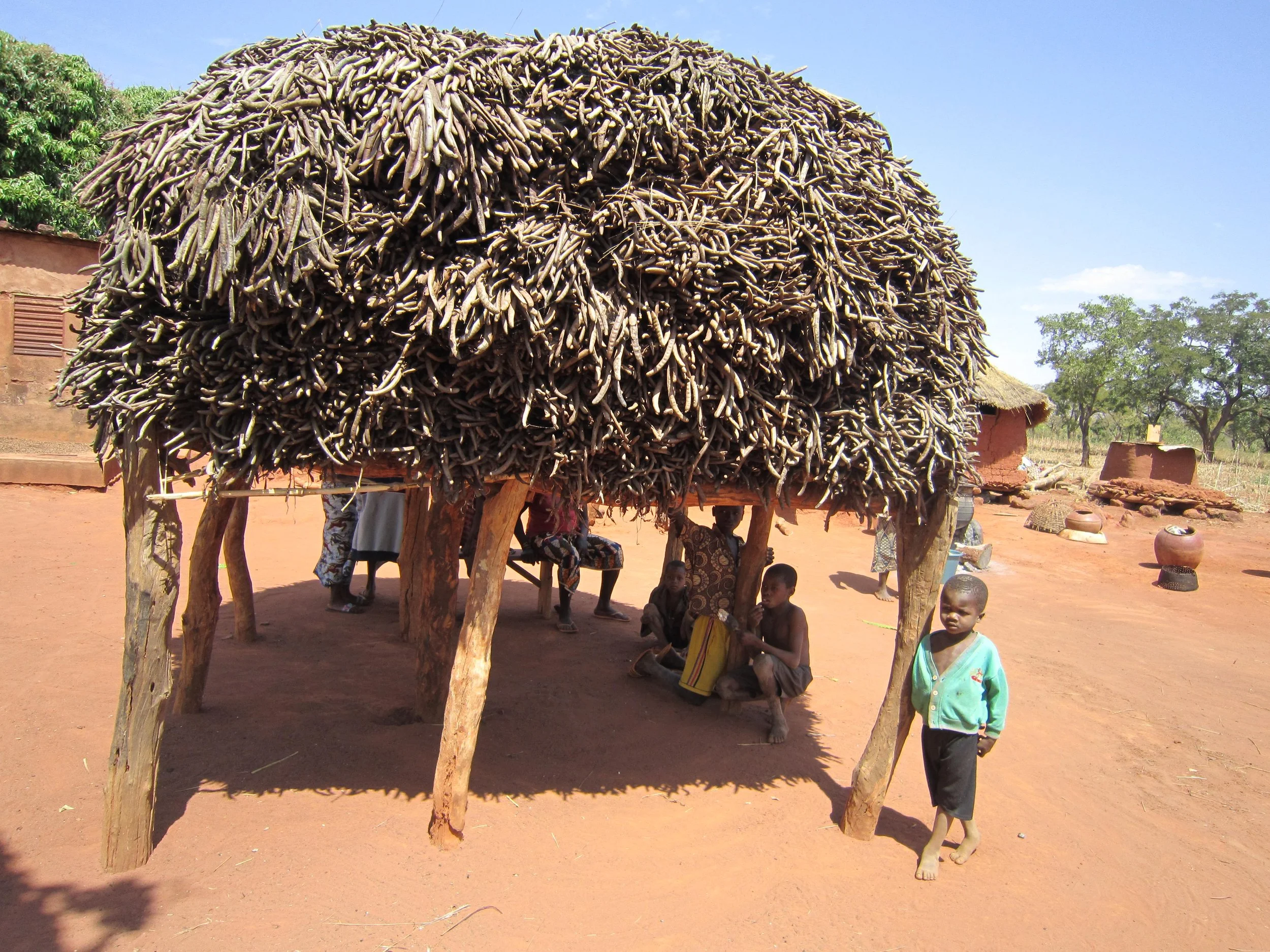 Néré (Parkia biglobosa) — People and Plants International