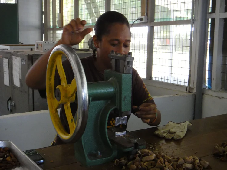 Canarium nut (Canarium indicum) — People and Plants International