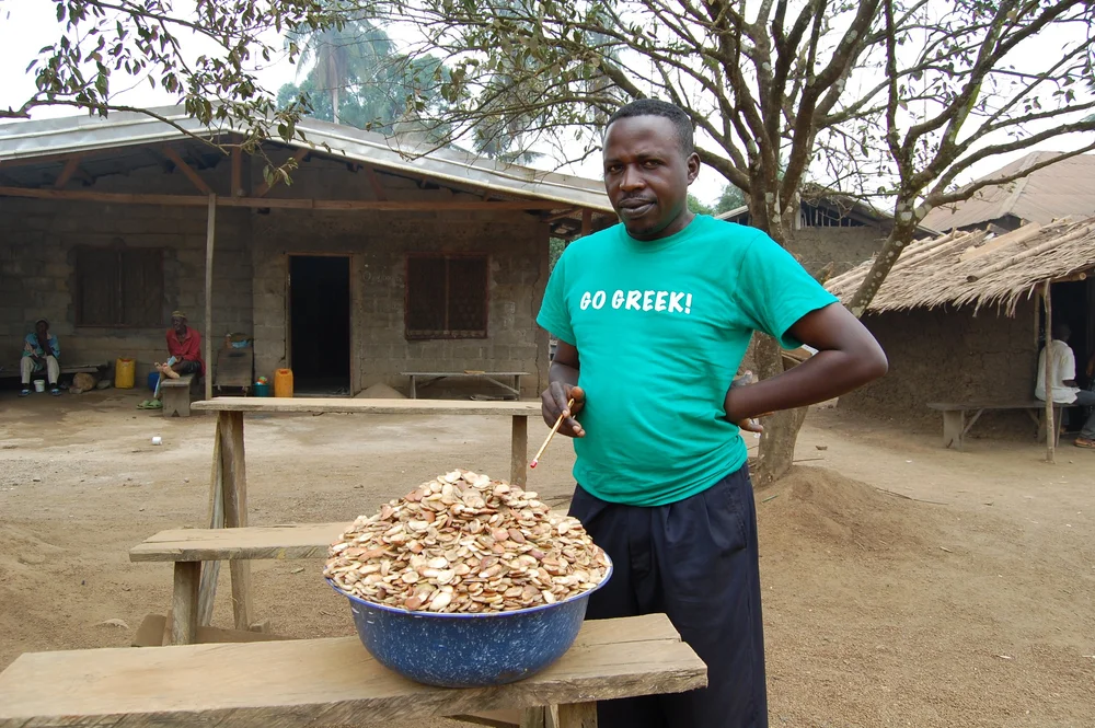 Bush mango (Irvingia spp.) — People and Plants International