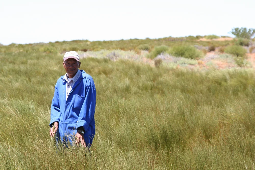 Rooibos (Aspalathus linearis) — People and Plants International