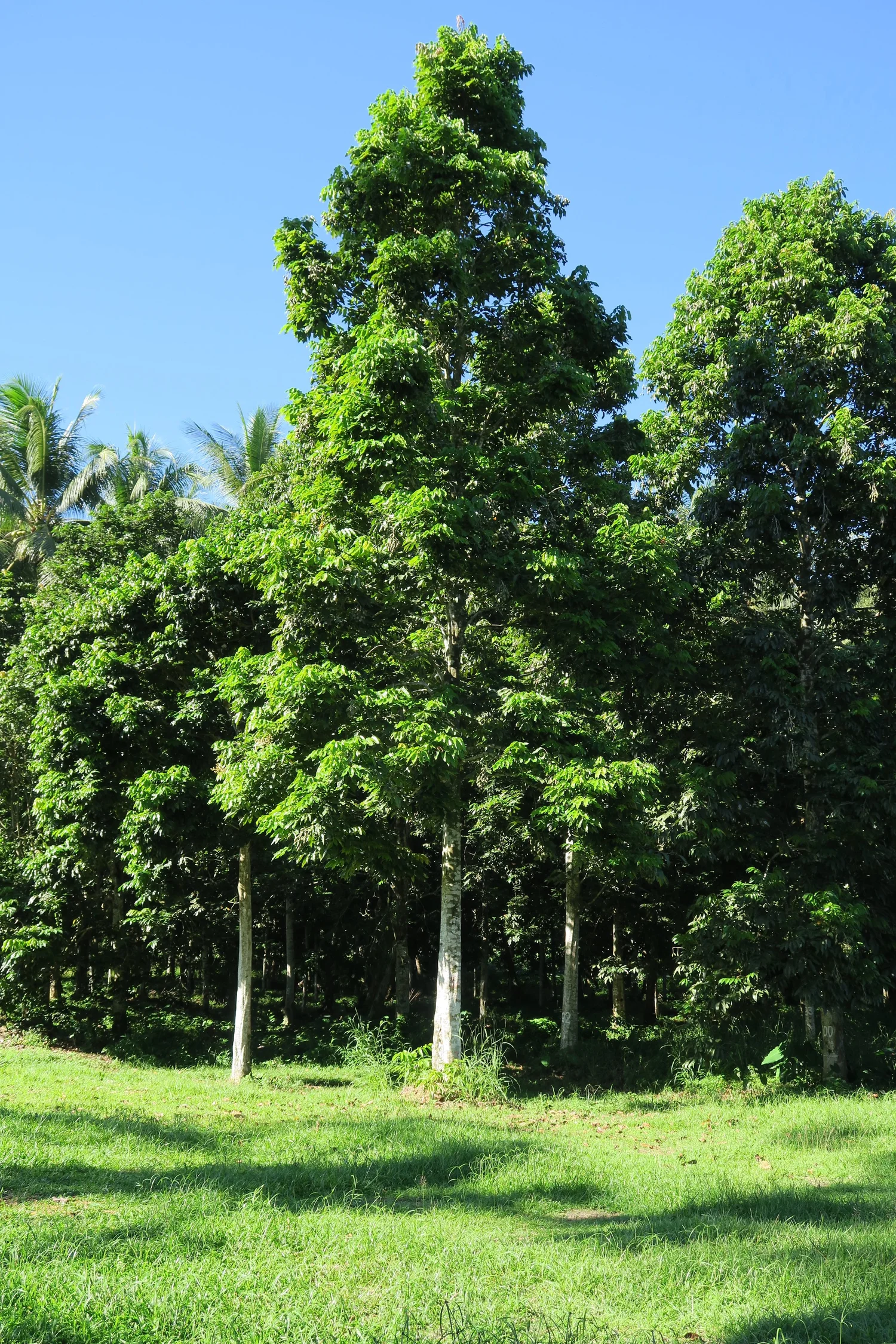 Canarium nut (Canarium indicum) — People and Plants International