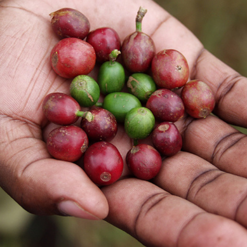 Ferns Coffee Blends — 2468 | Workplace Services | Ireland