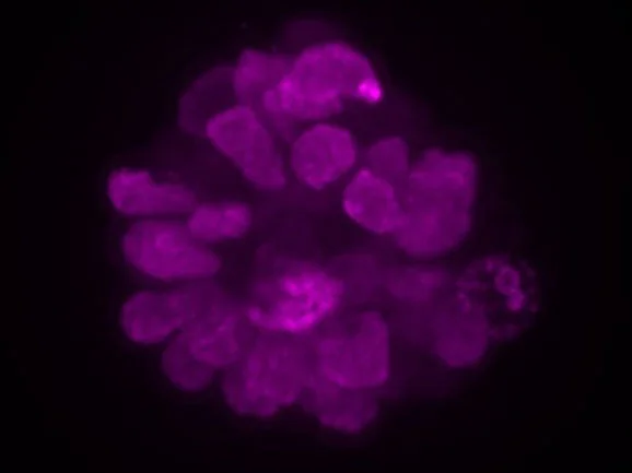 Research — Lahav Lab