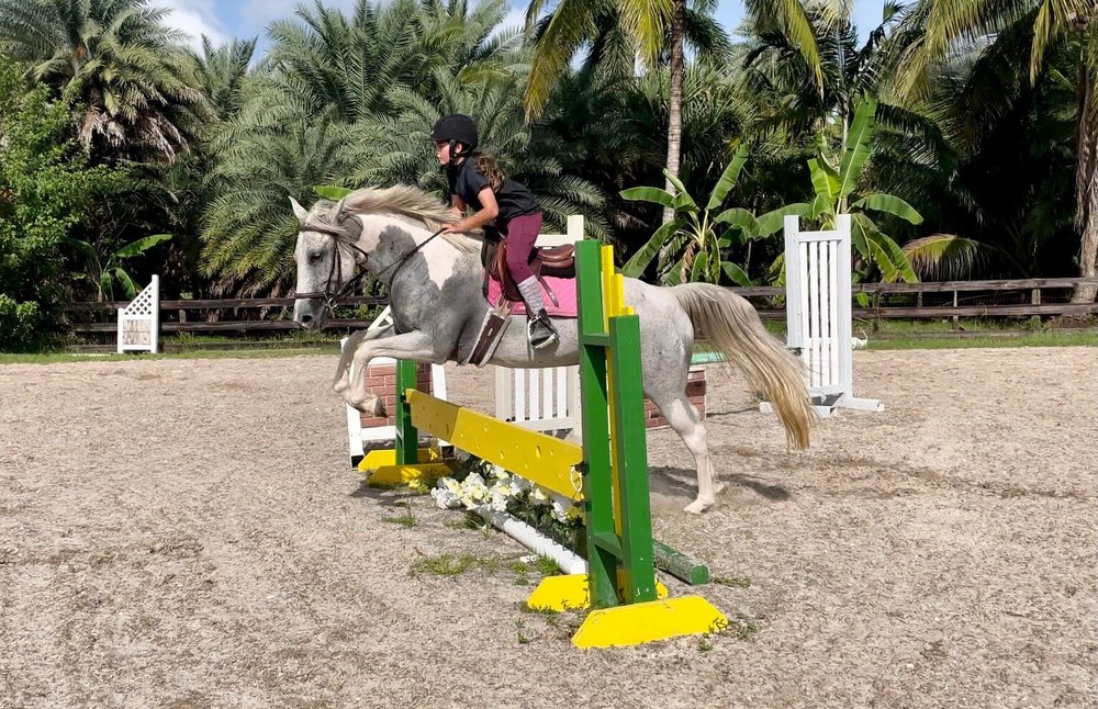 Sales — Myrland Stables