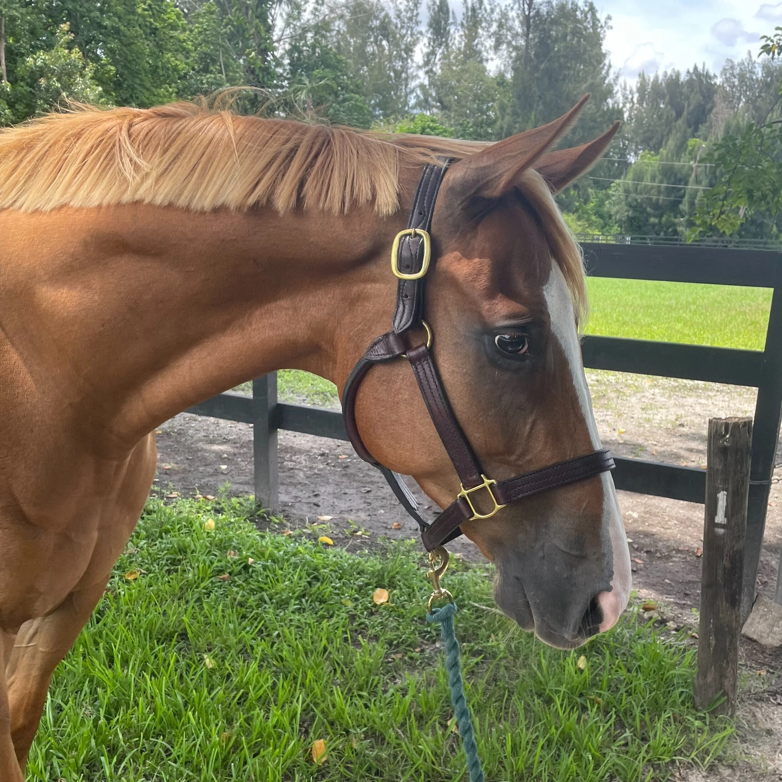 Sales — Myrland Stables