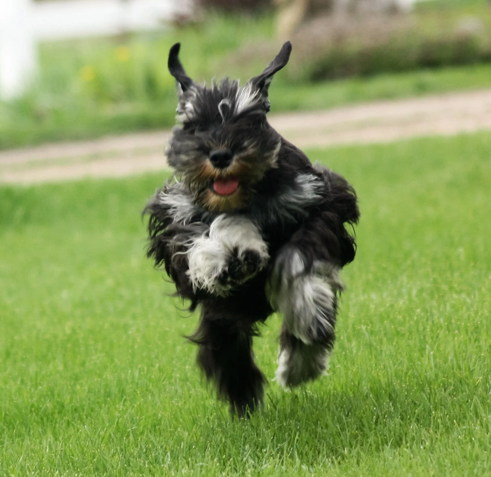 Adult Schnauzers — Greenwood Acres