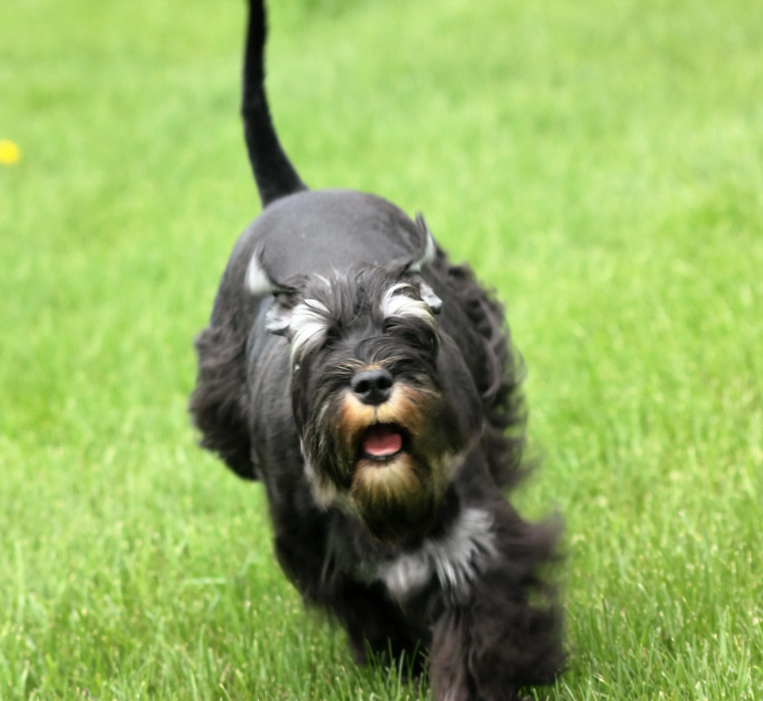 Adult Schnauzers — Greenwood Acres