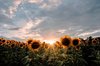 Kansas Bucket List: Must Have Experiences In The Sunflower State ...