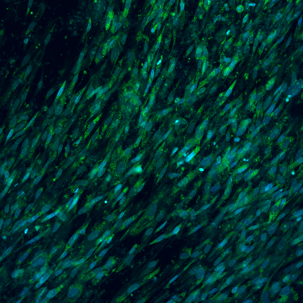 ObaGel® | Human-Derived Hydrogel | Obatala Sciences | Obatala Sciences