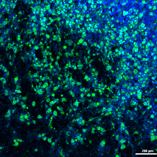 ObaGel® | Human-Derived Hydrogel | Obatala Sciences | Obatala Sciences