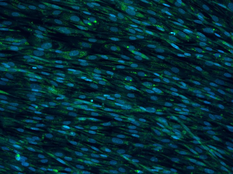 Services | Working with Obatala | Obatala Sciences