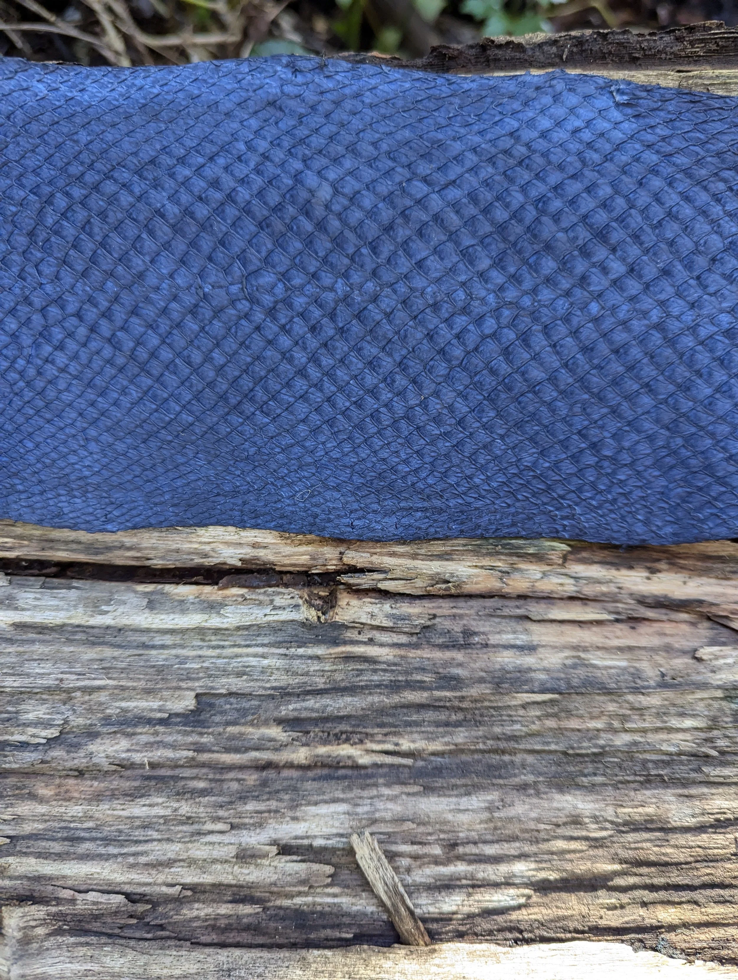 7 Leagues Sustainable Fish Leather