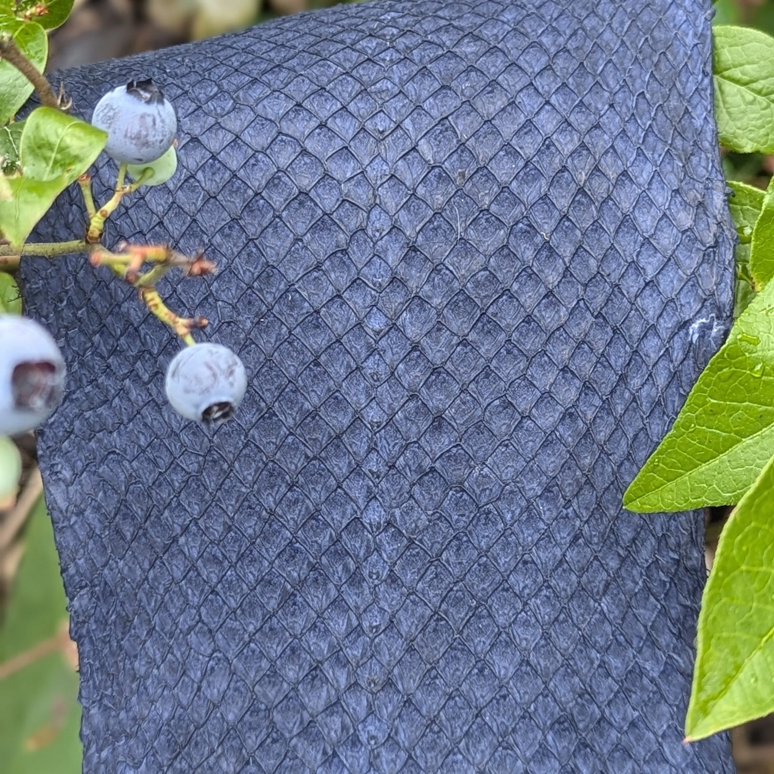 7 Leagues Sustainable Fish Leather