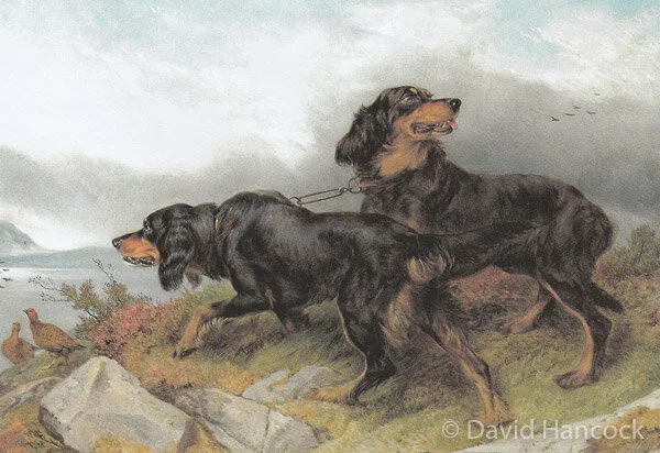 1142 SETTERS IN SCOTLAND — David Hancock