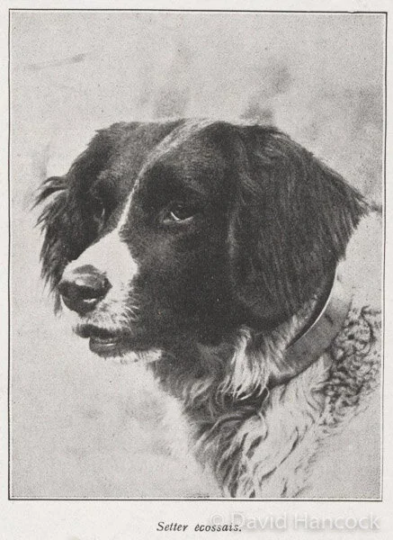 1142 SETTERS IN SCOTLAND — David Hancock
