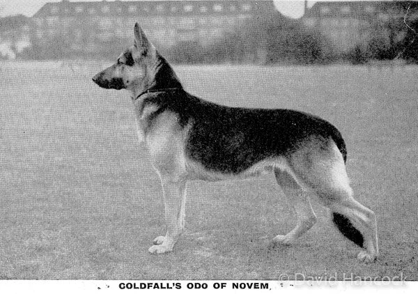 1167 BRING BACK THE ALSATIAN — David Hancock