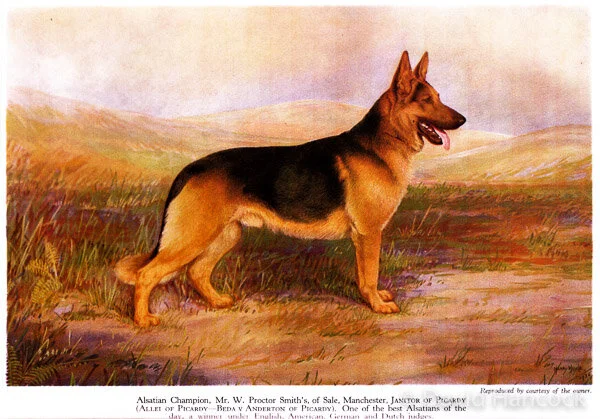 1167 BRING BACK THE ALSATIAN — David Hancock