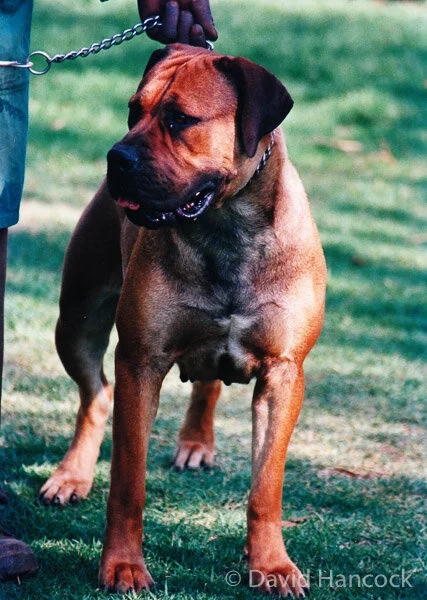 1170 NEW NEED FOR BOAR-LURCHERS — David Hancock