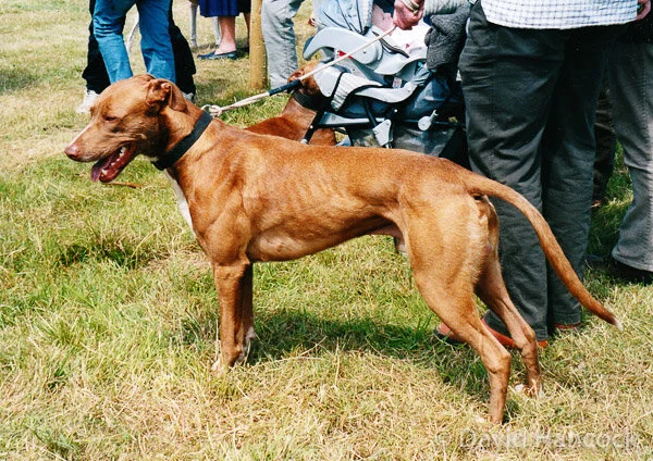 1170 NEW NEED FOR BOAR-LURCHERS — David Hancock