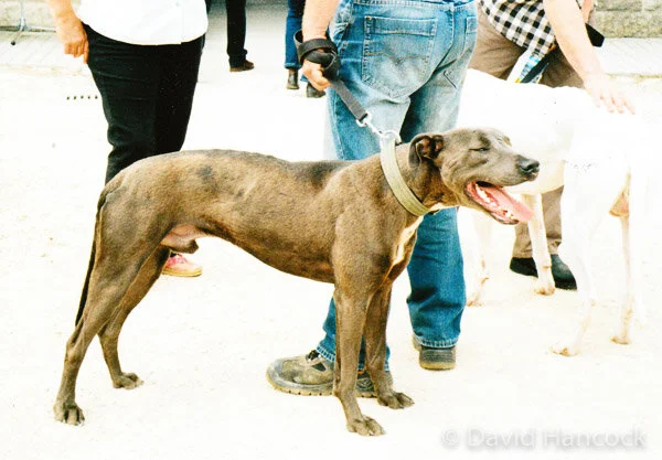 Bull Lurcher