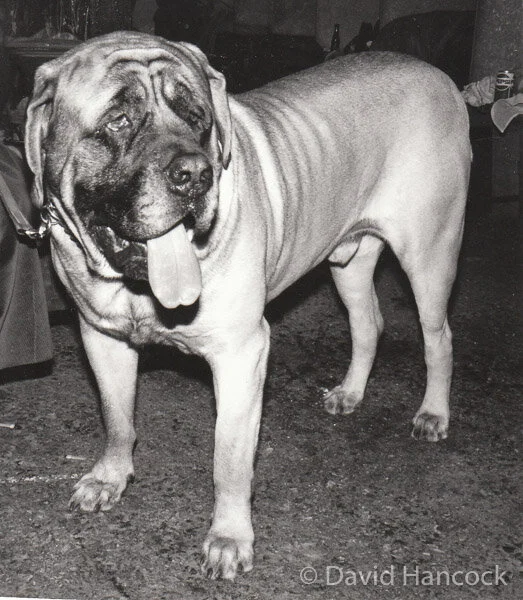 1172 TYPING ABOUT THE MASTIFF BREEDS — David Hancock