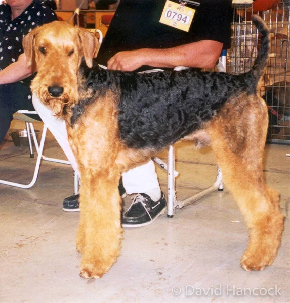 1173 THE AIREDALE - HOUND OR TERRIER — David Hancock