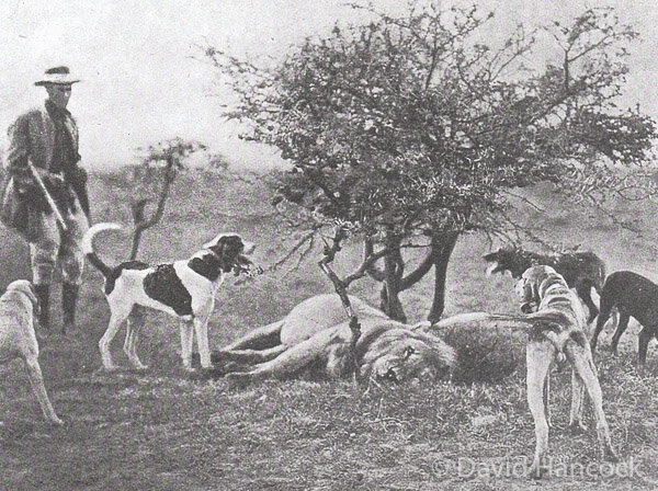 1175 DOGS FOR BIG GAME HUNTING — David Hancock
