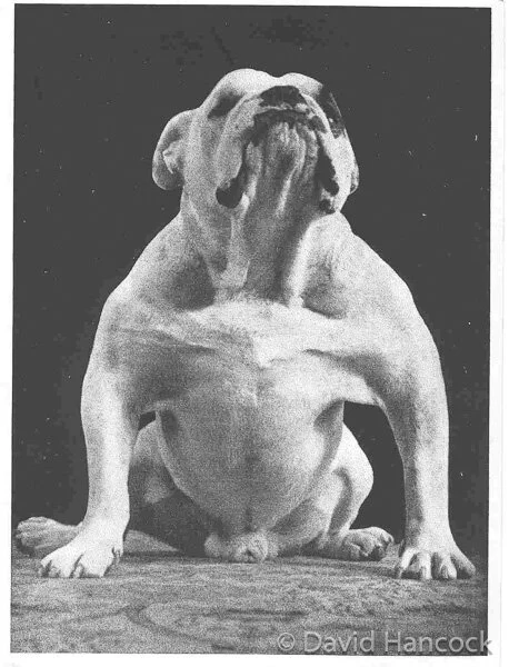 1179 MUZZLING THE EVIDENCE – HARMING THE BULLDOG — David Hancock