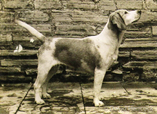 1181 FOOTHOUNDS – BASSETS & BEAGLES — David Hancock