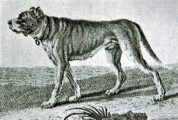 1185 ARMOURING THE DOG — David Hancock