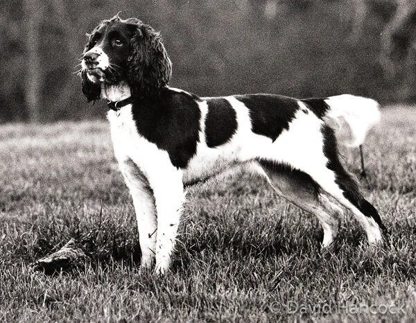 1187 FIELDING THE REAL SPRINGER — David Hancock