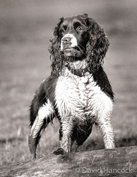 1187 FIELDING THE REAL SPRINGER — David Hancock