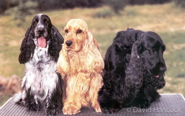 1190 WORKING-UP THE COCKER SPANIEL — David Hancock