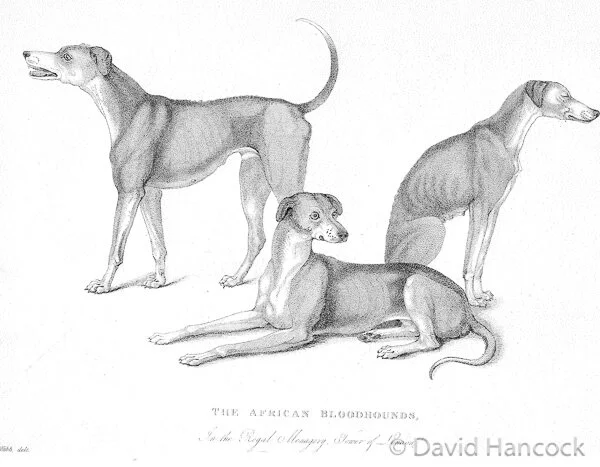 1211 — David Hancock