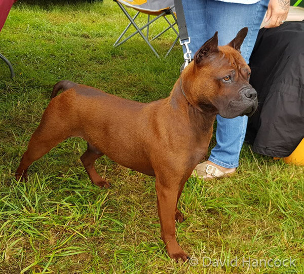 1246 — David Hancock