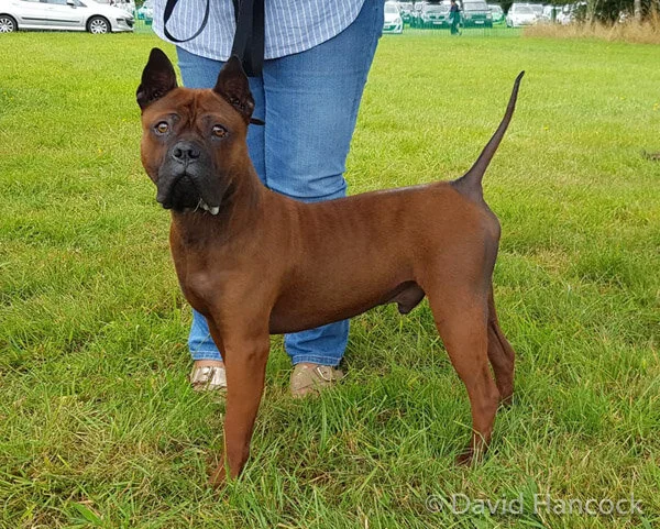 1246 — David Hancock