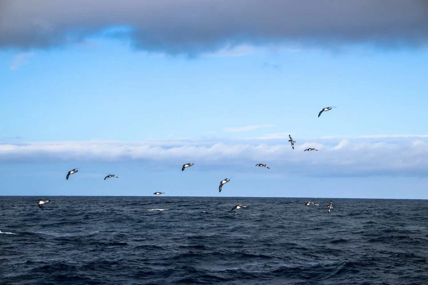 The Southern Ocean Seabird Survey — Nordic Ocean Watch Denmark