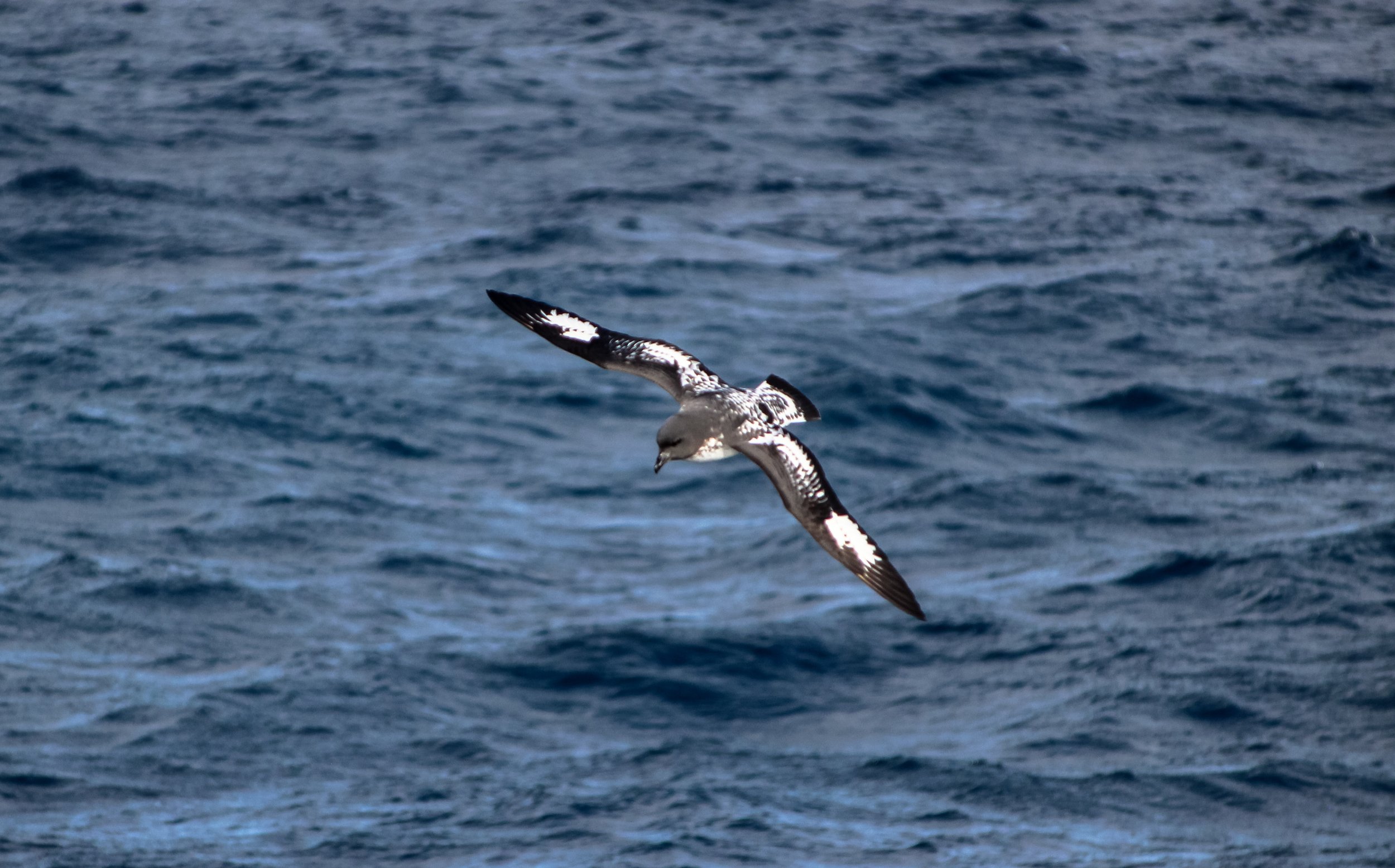 The Southern Ocean Seabird Survey — Nordic Ocean Watch Denmark