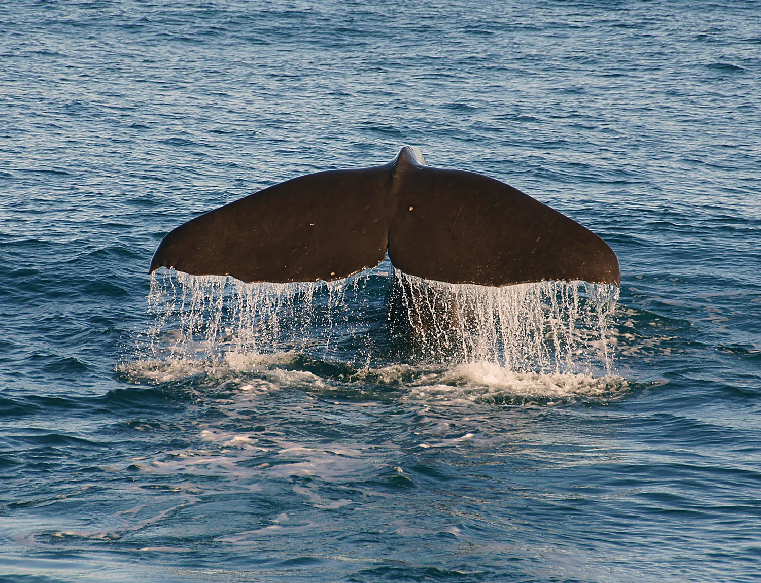 Oban — Hebridean Whale Trail