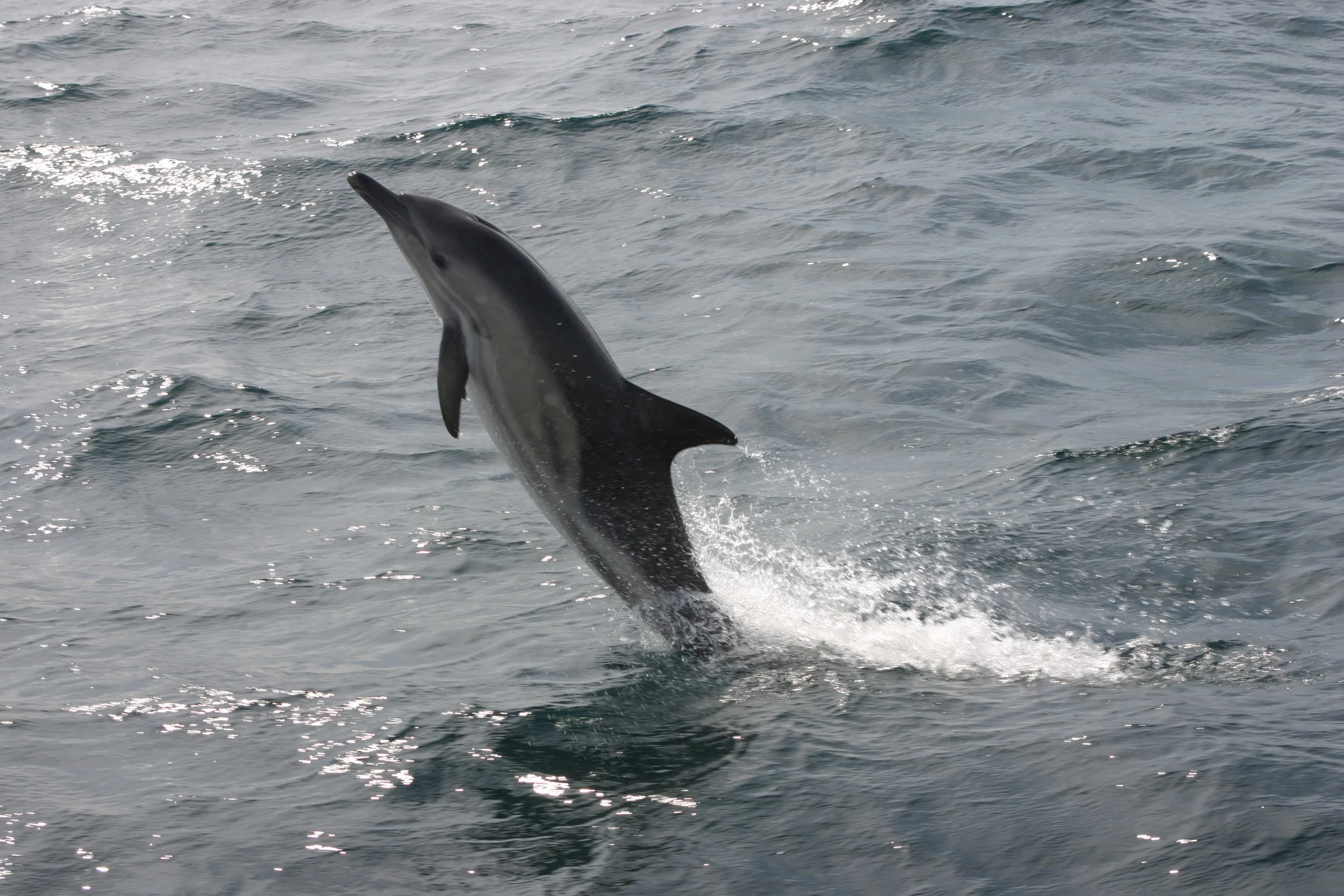Kilt Rock Isle of Skye — Hebridean Whale Trail