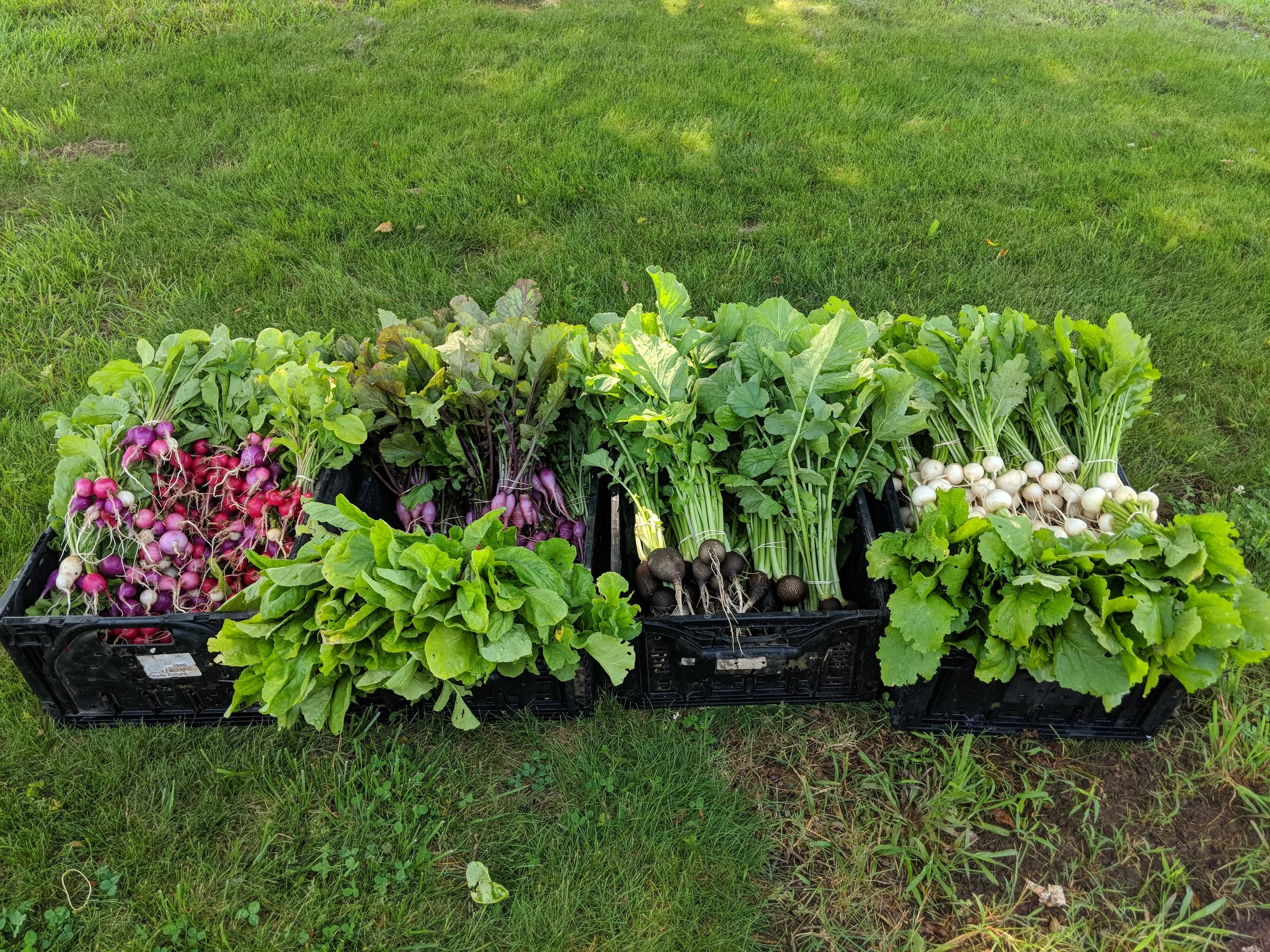 Growing Green Family Farms