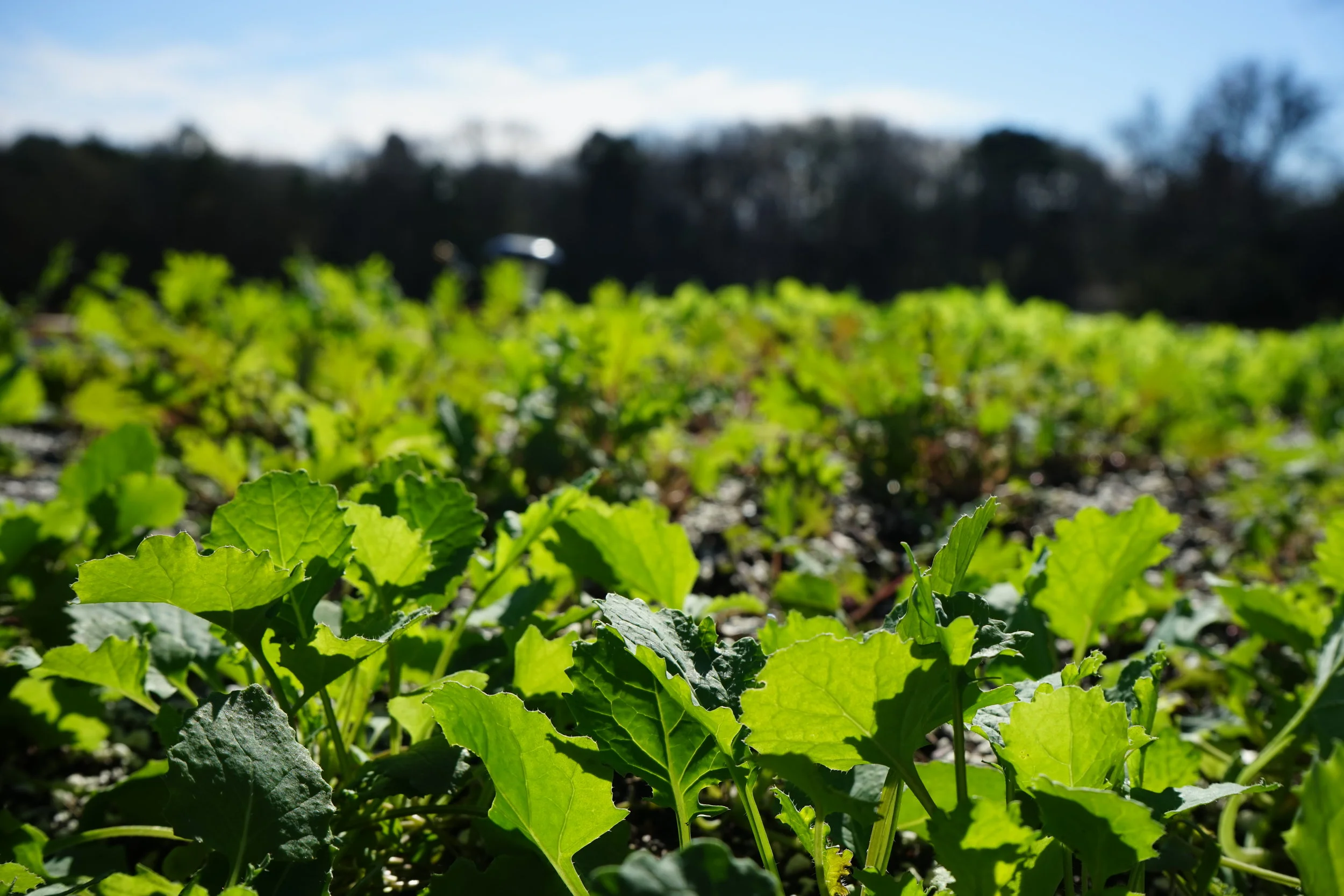 Growing Green Family Farm