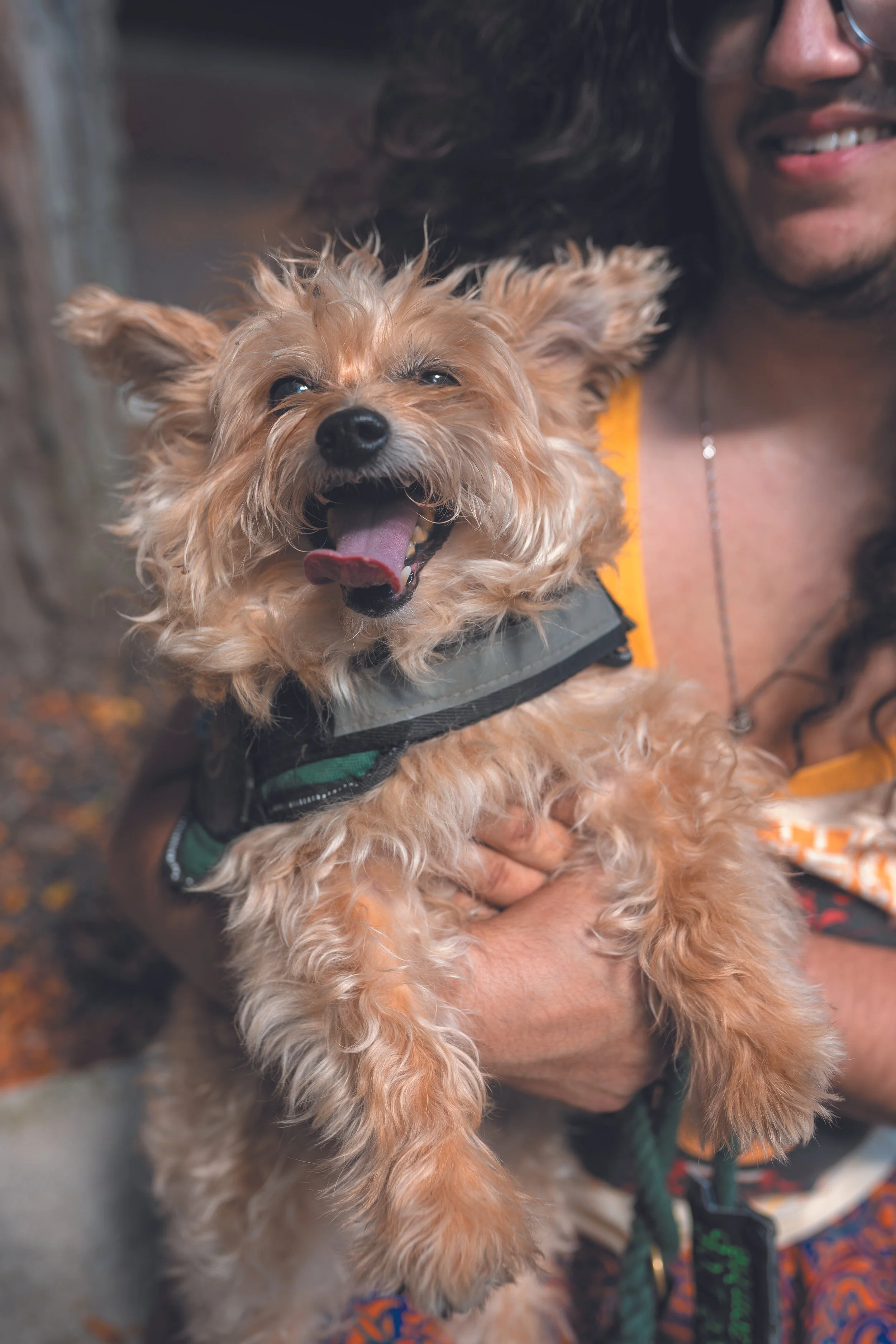 Purr-fessional Friends — Backdrop Magazine