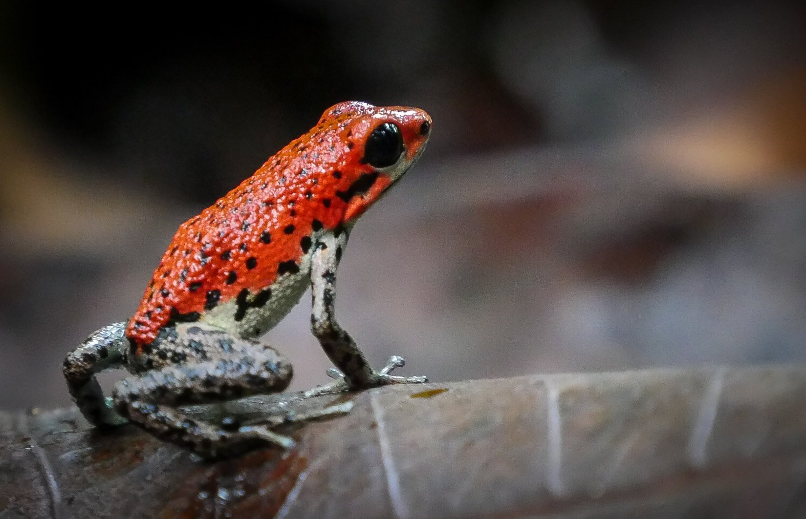 Adventures | Sloths, Monkeys, Red Frogs and more! | Casa Cayuco