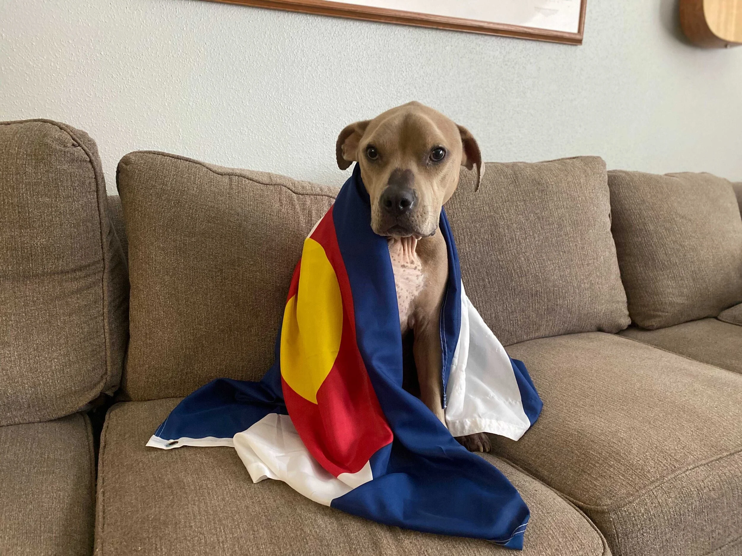 Breed Specific Legislation Update — West + Main