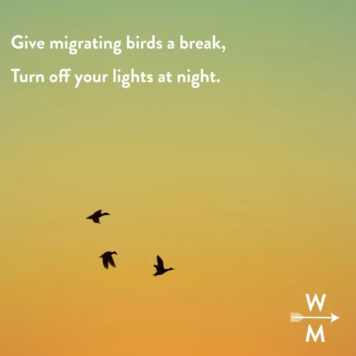 Here's How You Can Help Birds During their Migration — West + Main