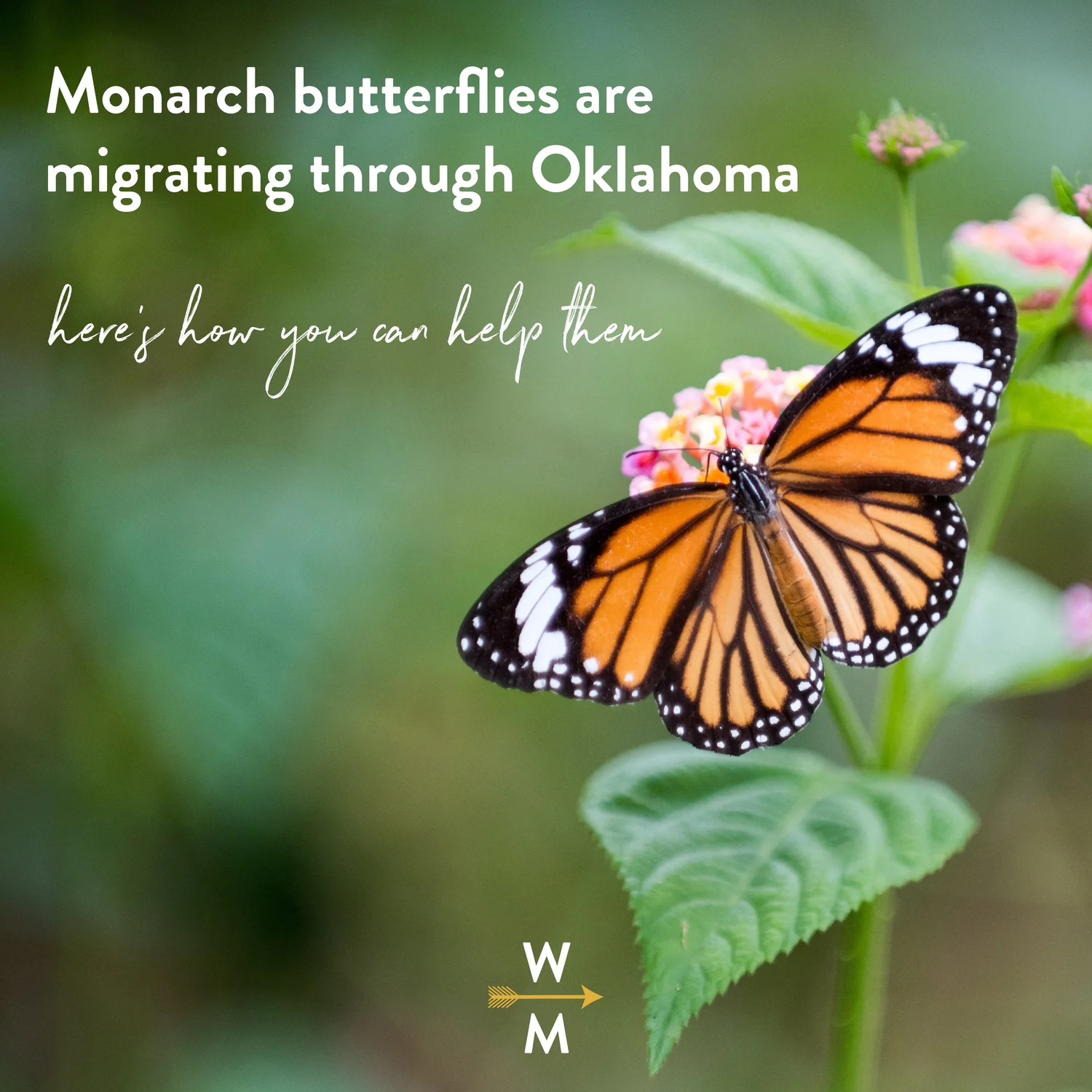 Endangered monarch butterflies migrate through Oklahoma. How you can ...