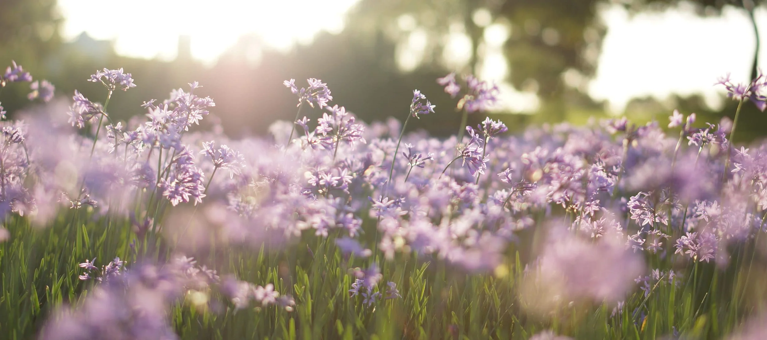 Jennifer Friend — Lighthouse Therapy