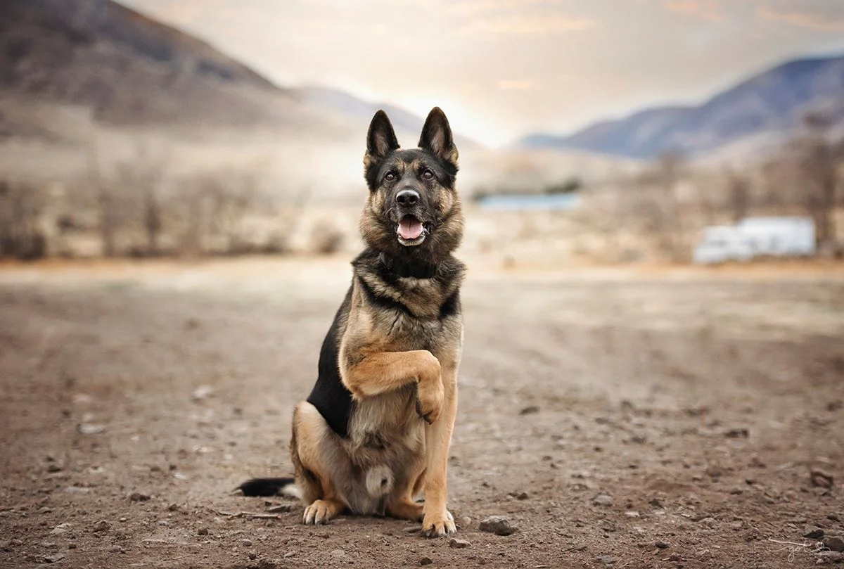 Evolved K9 Training