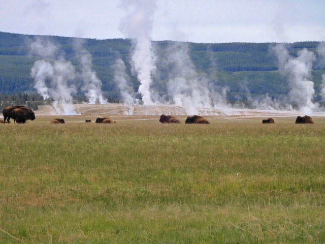 Yellowstone Adventure Tours